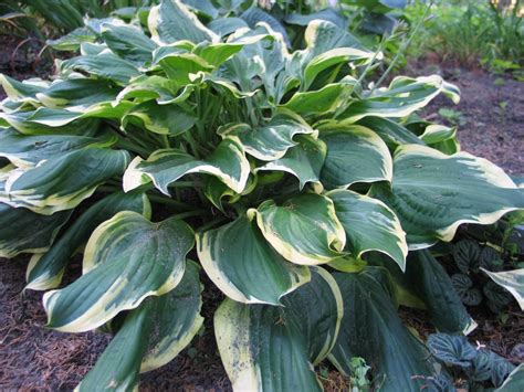 All Aflutter Hostas On The Bluff