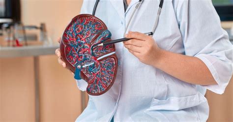 What Does Echogenicity Of The Liver Mean Nation Health Md