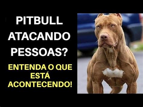 PITBULL AGORA ATACA PESSOAS Entenda o que está acontecendo YouTube