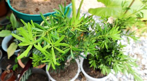 How To Plant Grow And Care For Podocarpus