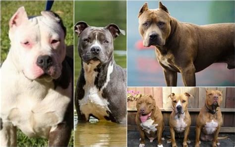 ¿cuál Es El Origen De Los Pitbull Conoce La Historia Y Sus Ancestros