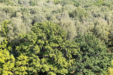 Page 3 Tree Top View Stock Photos Images And Backgrounds For Free Download