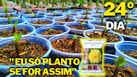 Dia A Dia De Cultivo Das Rosas Do Deserto Youtube