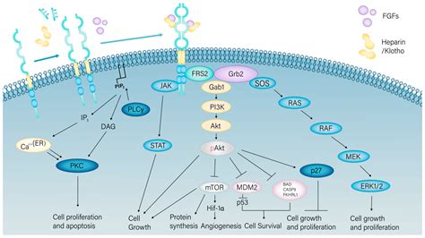 Pharmacological And Biological Targeting Of Fgfr1 In Cancer
