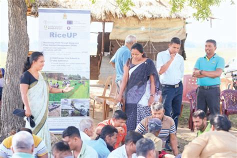 Fao Agriculture Department And Mahaweli Authority Launch Farmer Field
