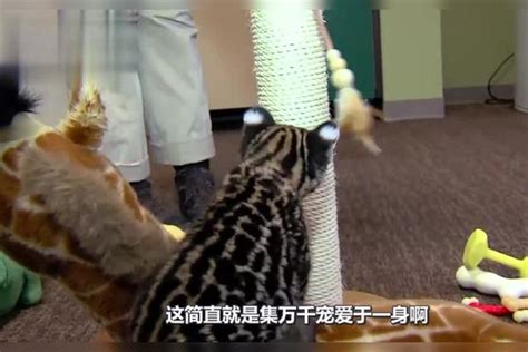 九个月大的豹猫在家里玩耍周围布偶娃娃不要反而偏偏看上了它 豹猫 娃娃