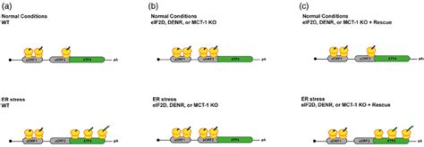 To Initiate Or Not To Initiate A Critical Assessment Of Eif2a Eif2d And Mct 1·denr To Deliver