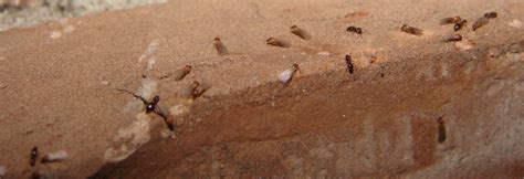 Ant Treatments And Control