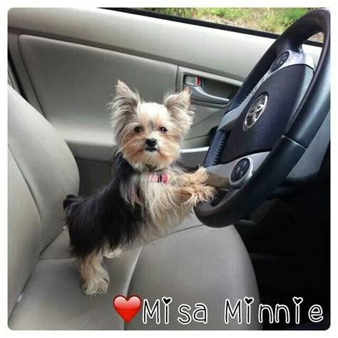 Yorkshire Terrier Puppy Driving A Car Cute Dog In Car Dog Driving A