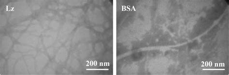 Transmission Electron Microscopy Images Of Lz And BSA Amyloid Fibrils