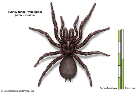 Spider Prey Capture Venom Web Building Britannica