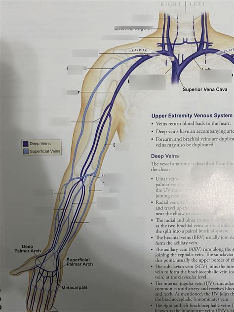 Upper Extrem Veins Diagram Quizlet