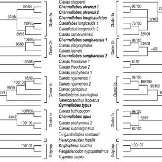 Consensus Tree Of Four Analyses NJ MP ML MrB Based On Sequences Of