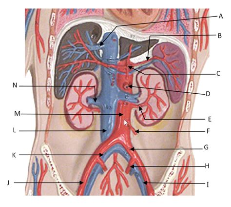 Blood Vessels Of The Abdomen Diagram Quizlet