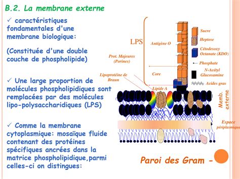 SOLUTION Cour De Microbiologie S3 S Ance Iv 2022 2023 Studypool