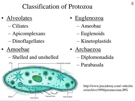 Diagram Diagram Of Protozoa Mydiagramonline