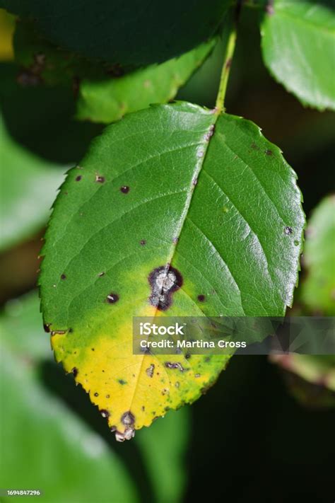 곰팡이 또는 녹과 같은 장미의 식물 질병이 흔합니다 잎 반점 질병 검은 반점 Diplocarpon Rosae 곰팡이 감염에 의해 발생 근접 촬영 0명에 대한 스톡 사진 및