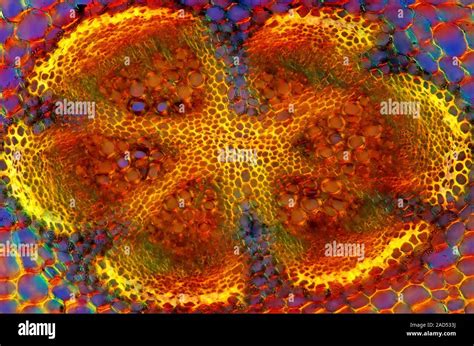 Kohlrabi Leaf Stalk Polarised Light Micrograph Of A Cross Section