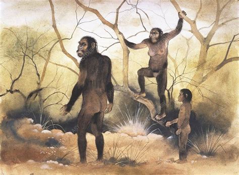Australopithecus Afarensis Artwork Stock Image C011 2286 Science