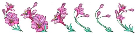 Alstroemeria 꽃 세트 프리미엄 벡터
