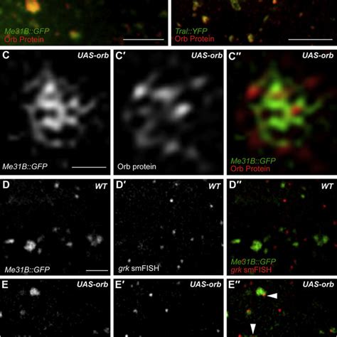 Gfp Nos Distribution During Early To Middle Stages Of Oogenesis A C Download Scientific