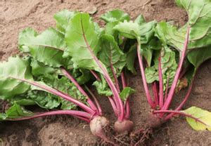 What Is Beetroot Different Types Of Beetroot Eat Your Beets