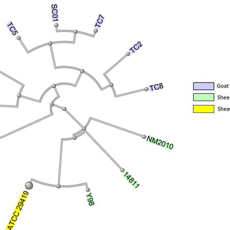 Whole Genome Based Phylogenetic Tree Of Mycoplasma Ovipneumoniae