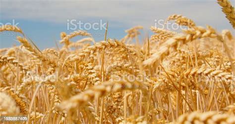 맑은 푸른 하늘을 향한 밀의 귀 클로즈업 황금빛 잘 익은 곡물 밭의 전망 작물 농장 여름의 자연은 화창한 날 일몰 건조 기후에 대한 스톡 사진 및 기타 이미지 Istock