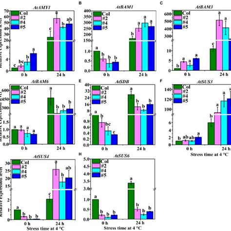 The Expression Levels Of Sucrose Synthesis And Starch Download