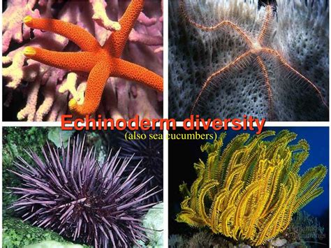 Ppt Echinoderms And Early Chordates Powerpoint Presentation Free Download Id 3101698