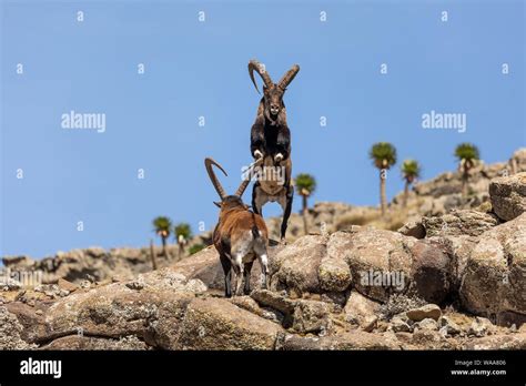 Very Rare Walia Ibex Fighting Capra Walia Rarest Ibex In World Only