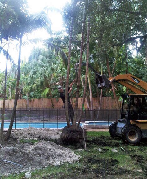 Tree Disposition Mitigation Lewis Aqui Landscape Architect