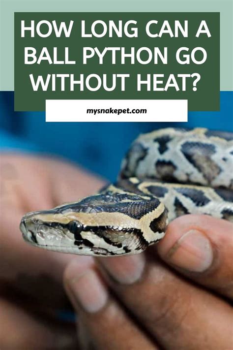 How Long Can A Ball Python Go Without Heat Not Long At All In 2025