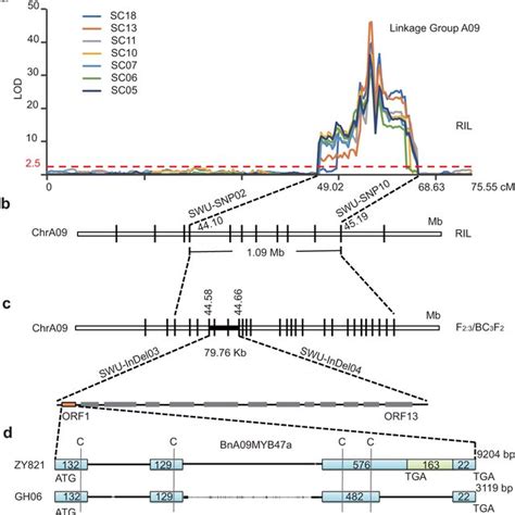 Fine Mapping Of The Seed Coat Color Qtl In B Napus A Scanning Of The