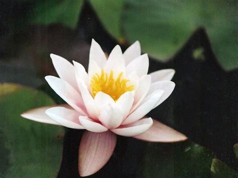 Nymphaea Marliacea Carnea Pink Hardy Water Lily