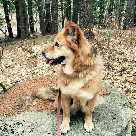 My Dog Has Passed Away Rdog