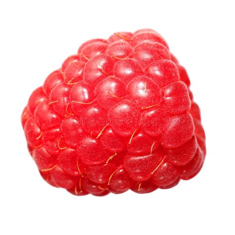 Raspberry Fruit Isolated On White Background Stock Image Image Of