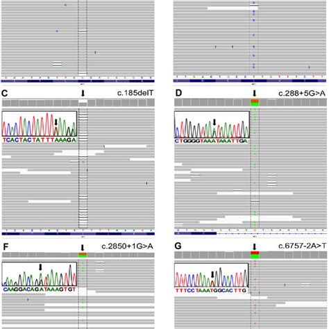 Mutations Found Using Next Generation Sequencing NGS And Illustrated Download Scientific