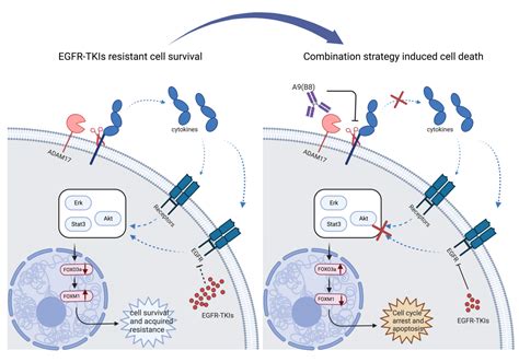 UMs New Progress In Overcoming Drug EGFR TKI Resistance In Non Small