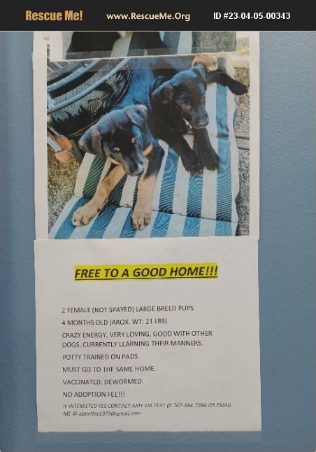 Adopt 23040500343 ~ Lab Rescue ~ Fairfield Ca