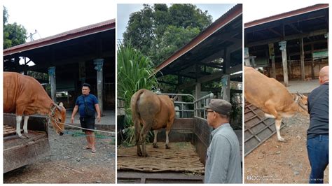 Pemeriksaan Ante Mortem Ternak Sapi Di Rph Buleleng Dinas Pertanian