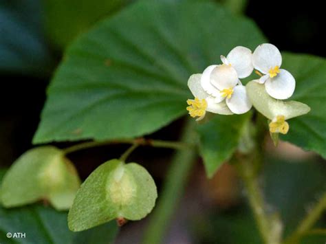 Begonia Hirtella