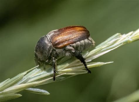Close Up Of Grain Beetle Stock Image Image Of Farm 388321333