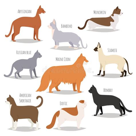 另外猫助长逗人喜爱的全部赌注宠物动画片逗人喜爱的动物字符集例证 向量例证 插画 包括有 毛皮 题头 94903984