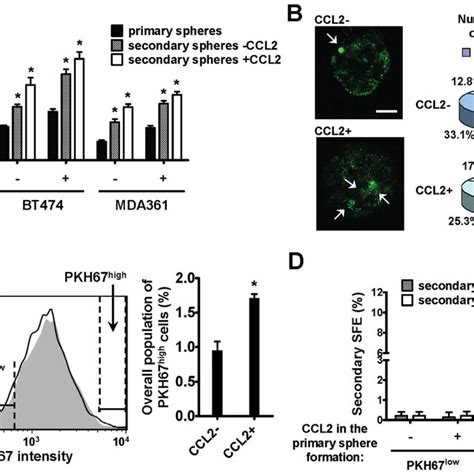 Pdf Ccl2 Mediates Cross Talk Between Cancer Cells And Stromal