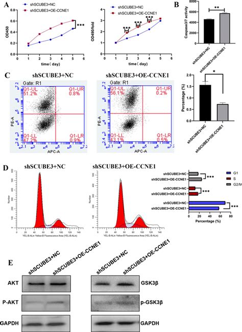 Overexpression Of Ccne1 In Scube3 Knockdown Bel7404 Cells Regulates