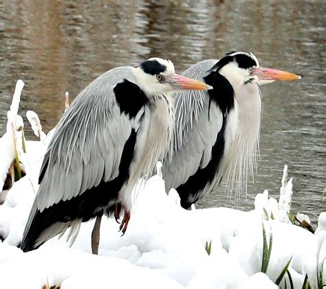 Common Heron Feather Beak Free Photo On Pixabay