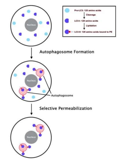 艾美捷cell Biolabs自噬elisa检测试剂盒lc3 Ii定量方案 哔哩哔哩