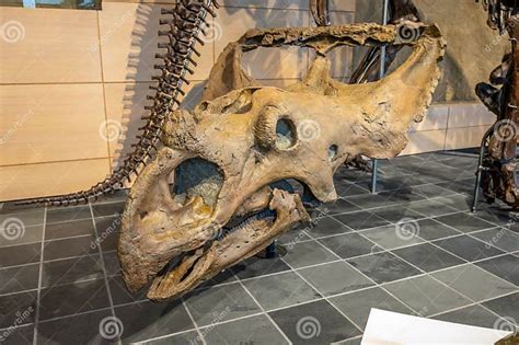 Canadian Museum Of Nature Ottawa Editorial Stock Image Image Of