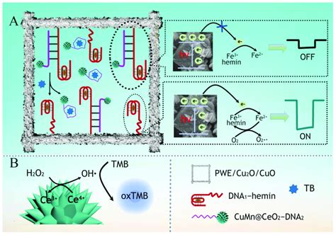Scheme 1 Schematic Illustration Of A Off−on Switchover Of Pec Areas Download Scientific